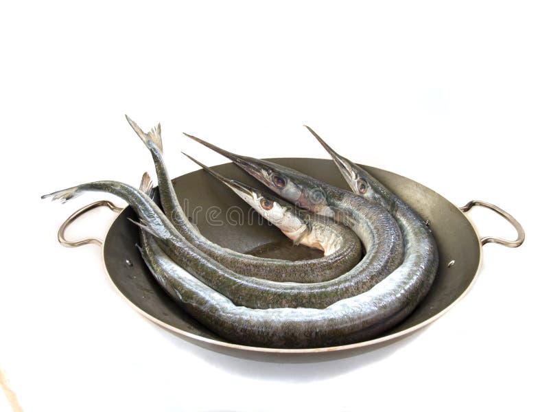 Garfish (Belone belone) stock image. Image of delicious - 19707717