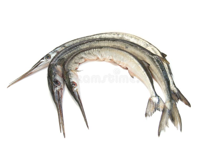 Garfish (Belone Belone) Raw Stock Image - Image of hornhecht, agulha ...
