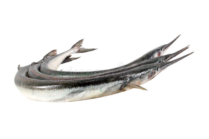 Garfish (Belone Belone) Raw Stock Photo - Image of ingredient, fresh ...