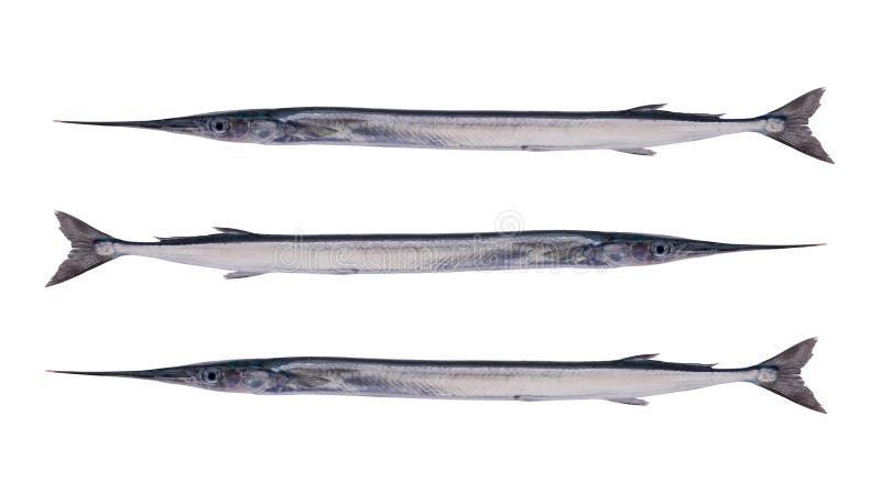 Garfish, Belone belone stock photo. Image of mouth, belone - 203916926