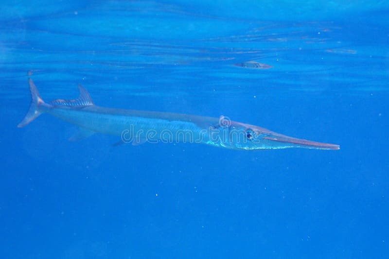 Garfish from the egypt stock image. Image of silver - 294879983