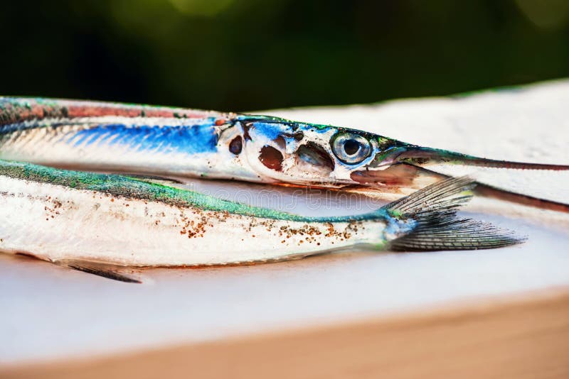 Garfish on wall stock image. Image of jaws, body, appetizing - 78732765