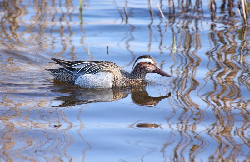 Garganey stock image. Image of dabbling, duck, bird, common - 13477479