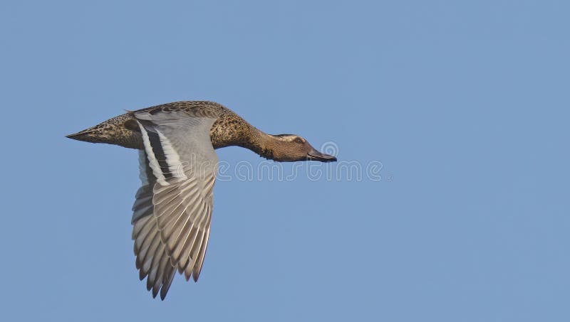 Garganey (Anas Querquedula) in Flight. Bird in Flight Stock Photo ...
