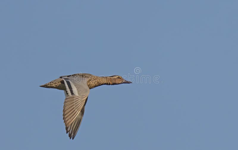 Garganey (Anas Querquedula) in Flight. Bird in Flight Stock Image ...
