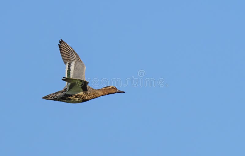 Garganey (Anas Querquedula) in Flight. Bird in Flight Stock Image ...