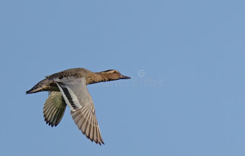 Garganey (Anas Querquedula) in Flight. Bird in Flight Stock Photo ...