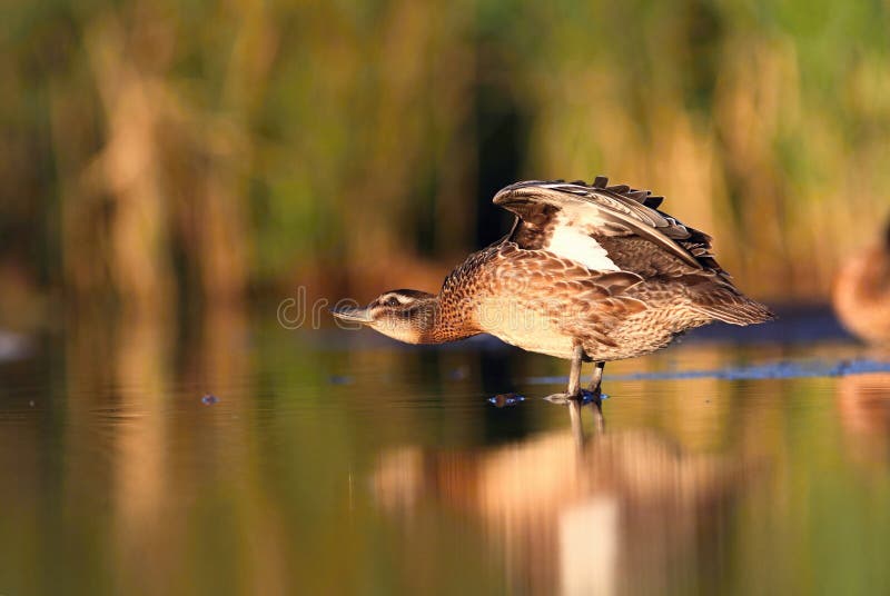 Closeup of a Garganey Duck Spatula Querquedula in Flight Landi Stock ...