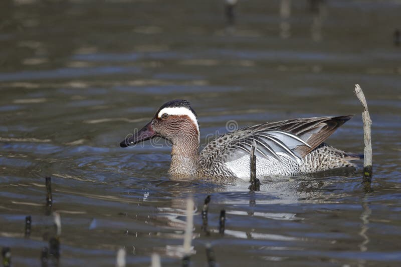 Garganey Duck, Anas Querquedula Stock Photo - Image of querquedula ...