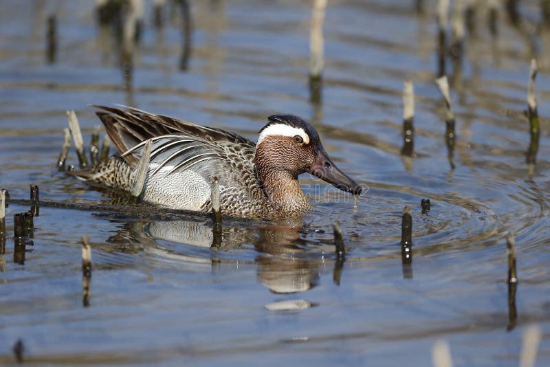 Garganey Duck, Anas Querquedula Stock Photo - Image of querquedula ...