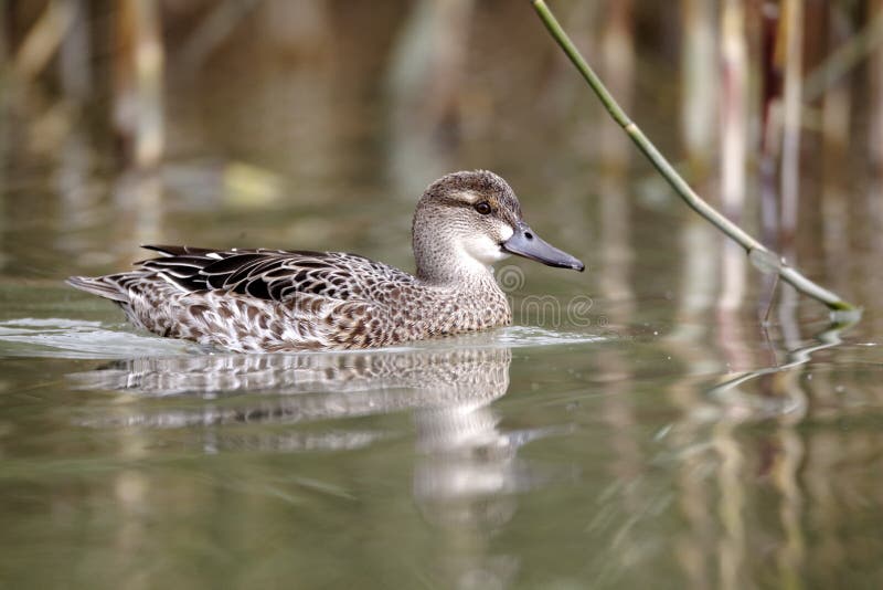Garganey Duck, Anas Querquedula Stock Photo - Image of britain, reeds ...