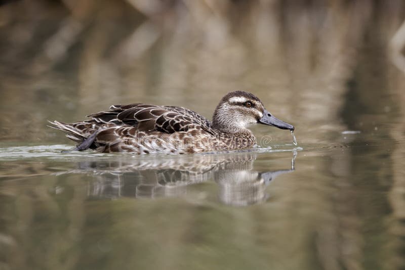 Garganey Duck, Anas Querquedula Stock Photo - Image of querquedula ...