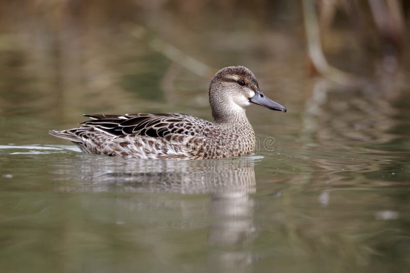 Garganey Duck, Anas Querquedula Stock Image - Image of reedbed, lake ...