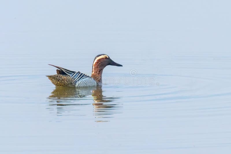 Garganey duck female stock photo. Image of garganey - 129255092