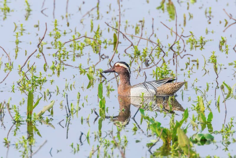 Garganey duck female stock photo. Image of garganey - 129255092