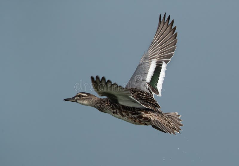 Garganey in Flight at Bhigwan Bird Sanctuary, India Stock Image - Image ...