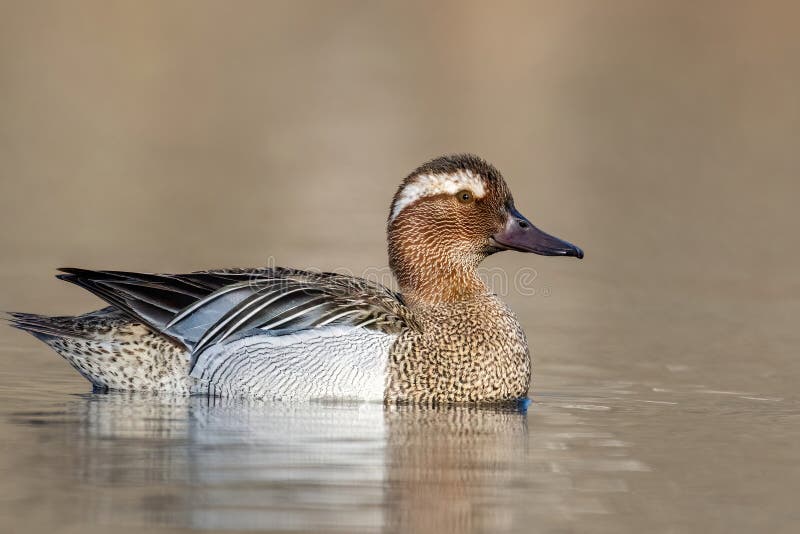 The Garganey (Spatula Querquedula) Stock Photo - Image of beak, spatula ...
