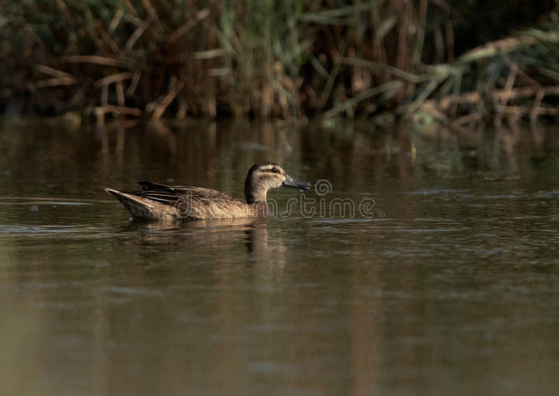 Garganey Swimming at Asker Marsh, Bahrain Stock Image - Image of ...