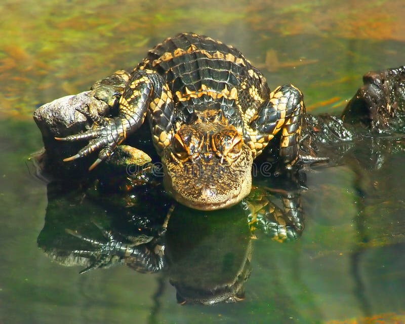 Cayman Tropical Rain Forest Amazon Alligator Gator Stock Photo - Image ...