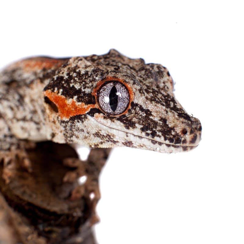 The Gargoyle, New Caledonian Bumpy Gecko on White Stock Photo - Image ...