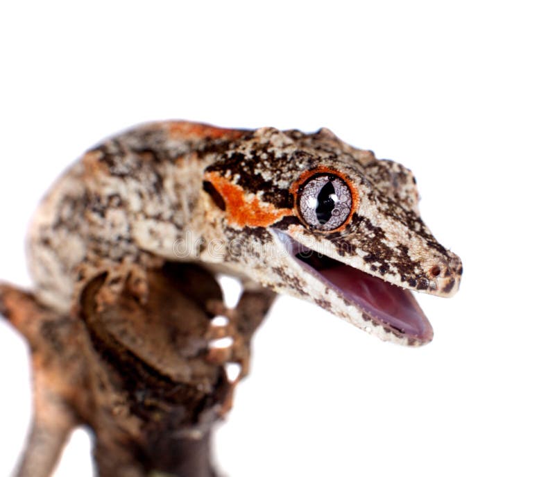 The Gargoyle, New Caledonian Bumpy Gecko on White Stock Image - Image ...