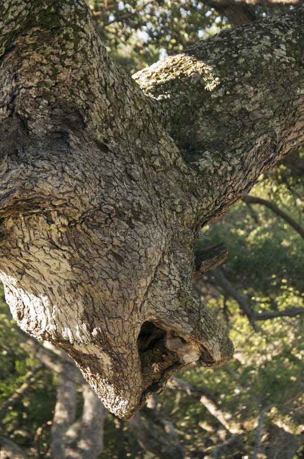 Gargoyle Tree stock photo. Image of church, gargoyle - 81596466