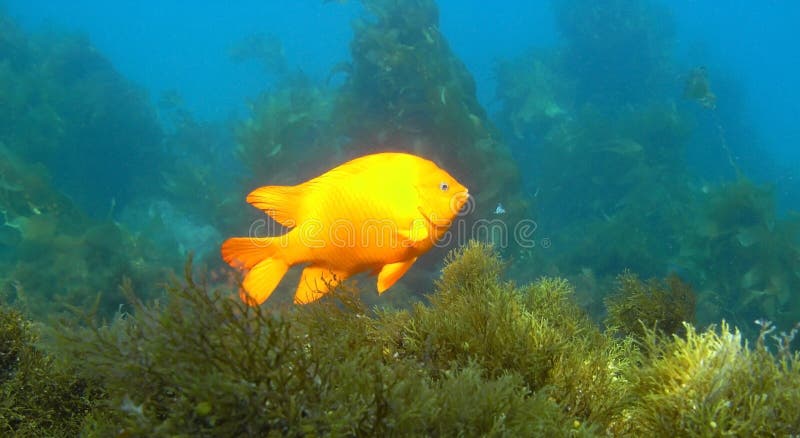 Garibaldi stock photo. Image of catalina, marine, damselfish - 10866506