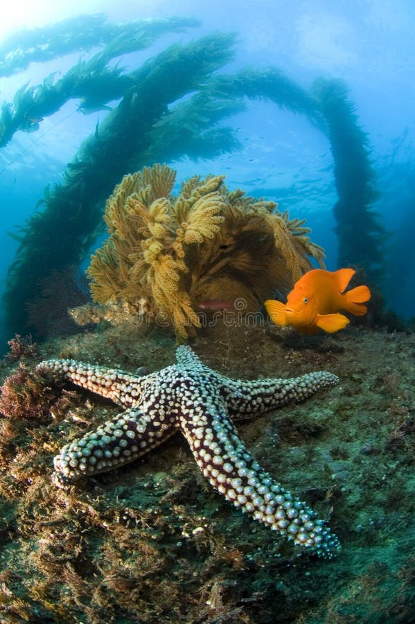 Garibaldi stock photo. Image of garibaldi, nature, gorgonian - 3052916