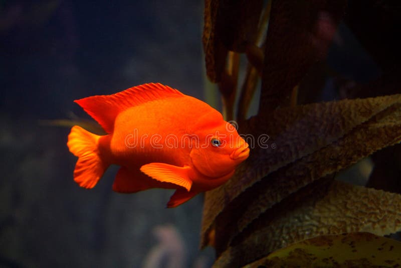 Garibaldi damselfish stock photo. Image of perciformes - 2278420