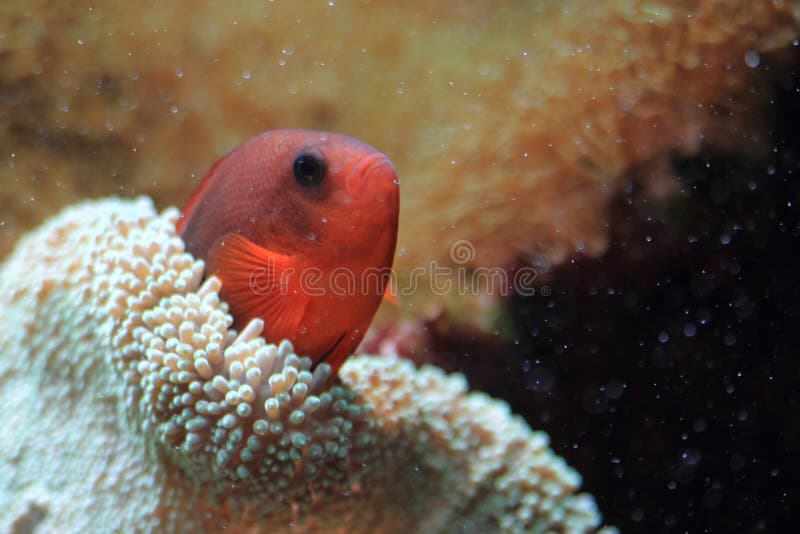 Garibaldi damselfish stock image. Image of life, rubicundus - 35220711