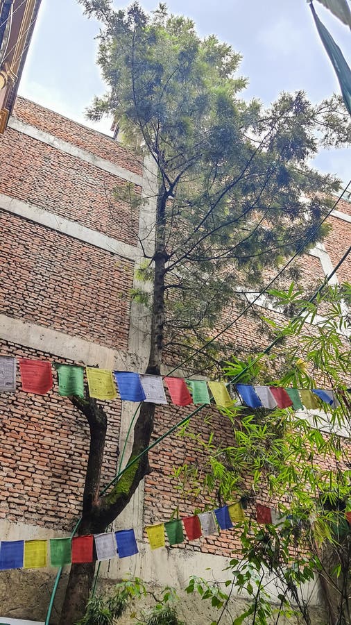 Garlands of Colored Flags and a Tree Near the Wall Stock Photo - Image ...
