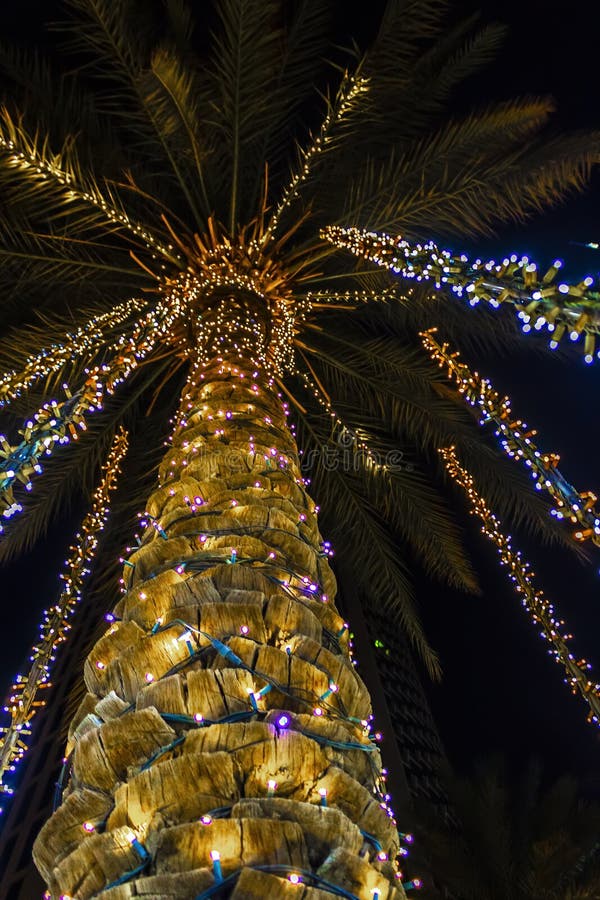 Garlands on a palm tree stock image. Image of dark, dusk - 146557517