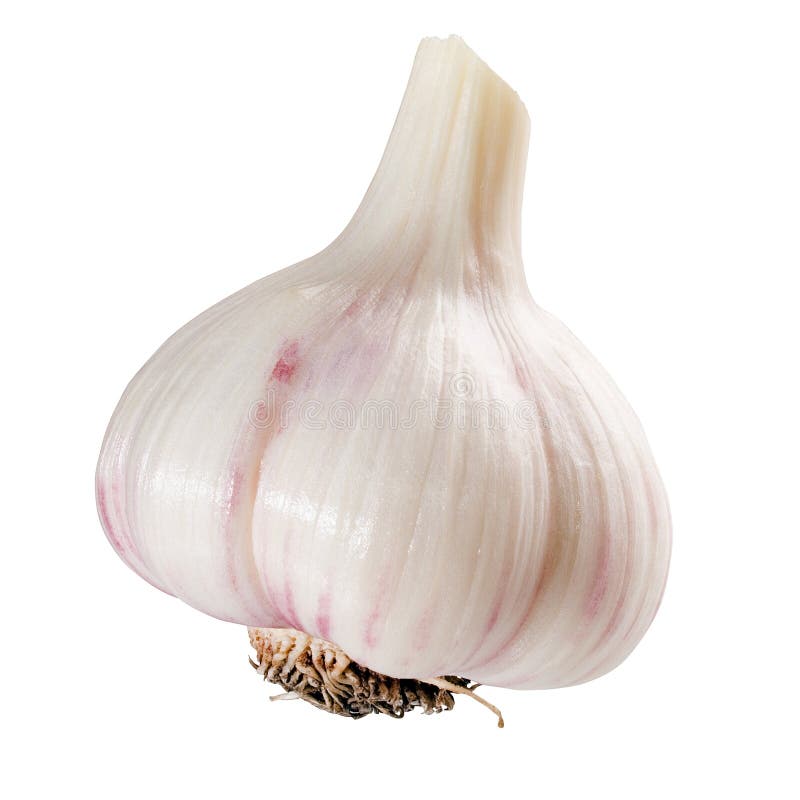 Garlic stock photo. Image of onion, studio, gourmet, herbal - 26512236