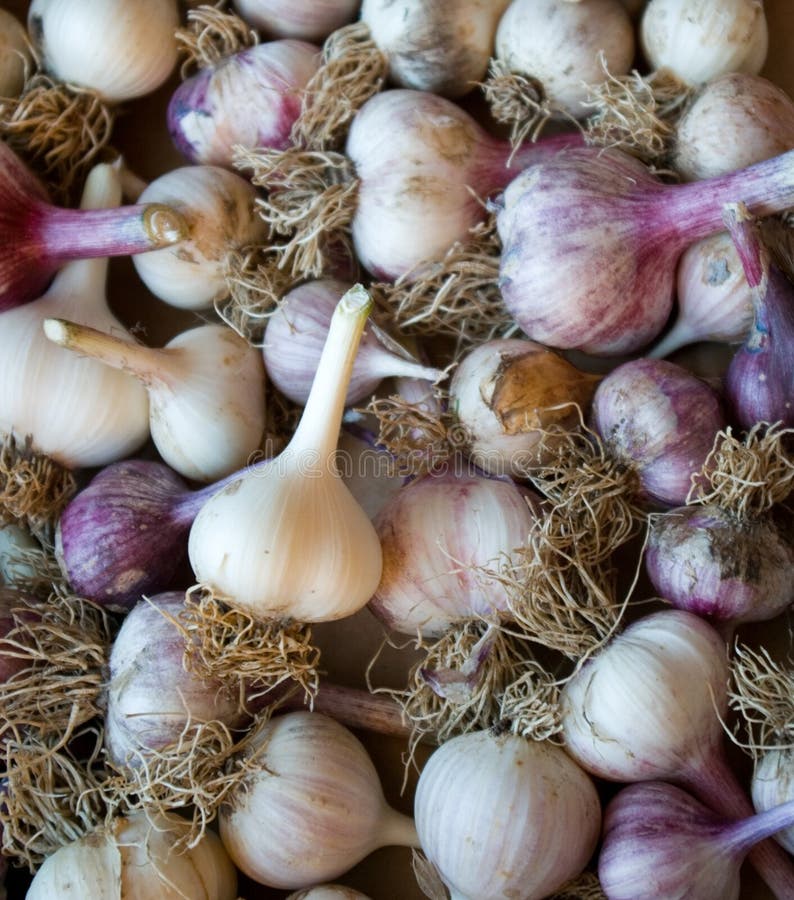 Garlic stock photo. Image of food, bulbs, bulb, vegetable - 10318292