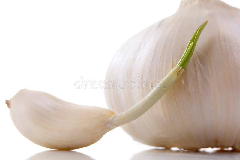 Garlic stock image. Image of gourmet, group, green, root - 10970447