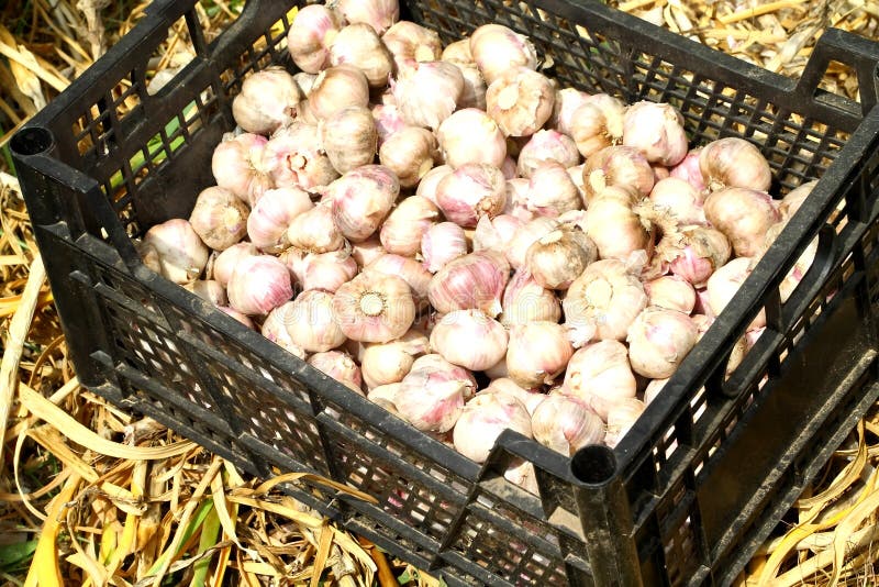 6,940 Garlic Box Stock Photos - Free & Royalty-Free Stock Photos from ...