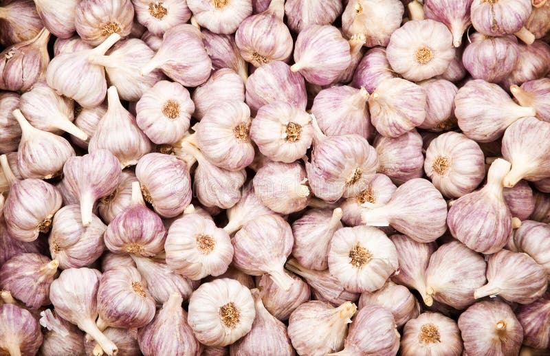 Garlic stock image. Image of biotic, onion, clove, allium - 25906665