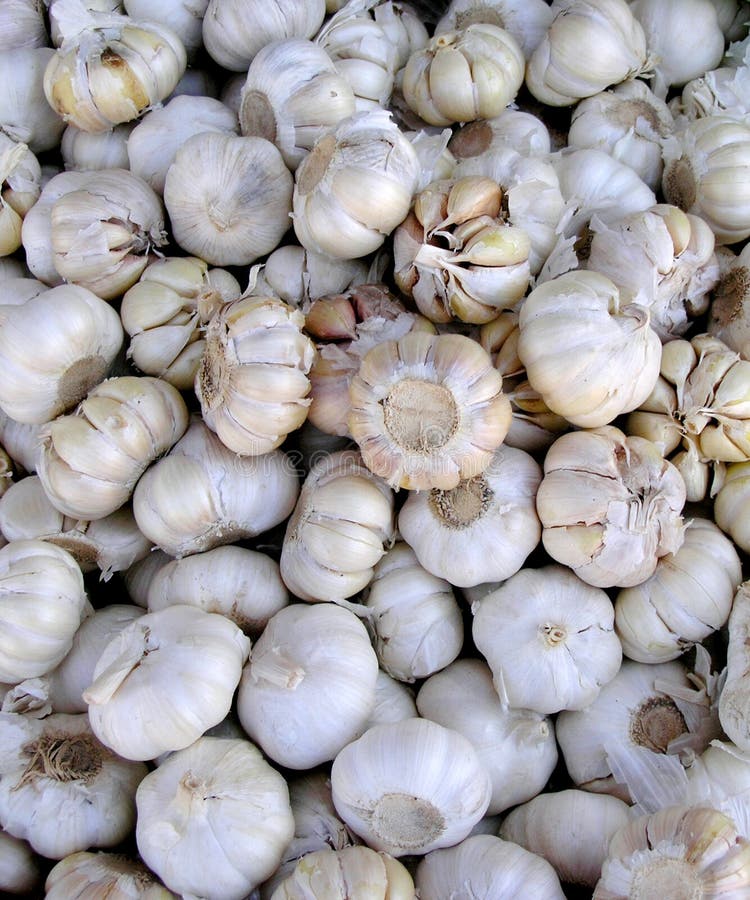 Garlic stock image. Image of biotic, onion, clove, allium - 25906665