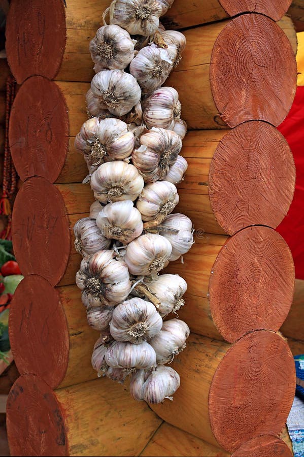 Garlic stock image. Image of refreshment, length, beat - 12678367
