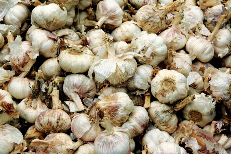 Garlic, Softneck Garlic, Hardneck Garlic, Softneck Garlic, Rocambole ...