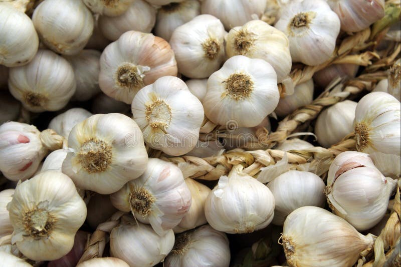 Garlic pods stock photo. Image of organic, nutrition - 17608964