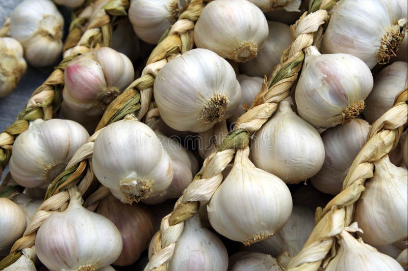 Garlic, Softneck Garlic, Hardneck Garlic, Softneck Garlic, Rocambole ...