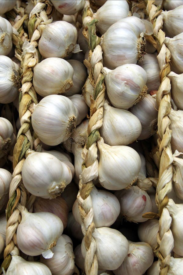 Garlic stock photo. Image of spicy, seasoning, ripe, closeup - 70156446