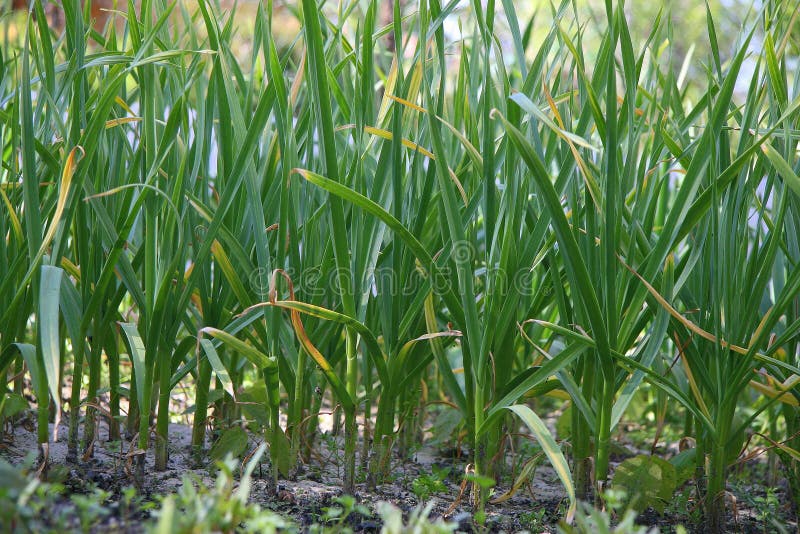 Cattails stock photo. Image of vegetation, leaves, cattails - 1013570