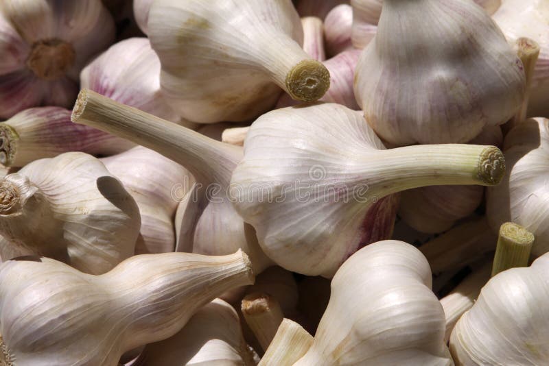 Garlic stock image. Image of food, culinary, organic - 15428695
