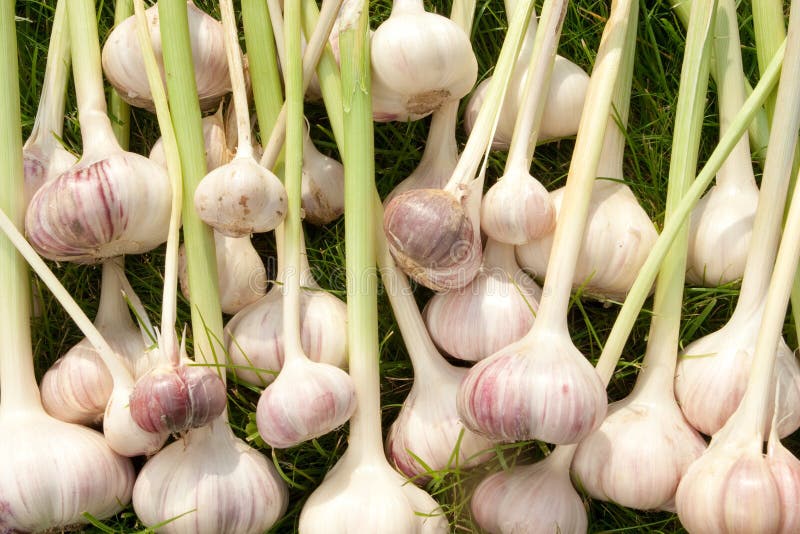 Garlic stock photo. Image of composition, garlic, stem - 15848664