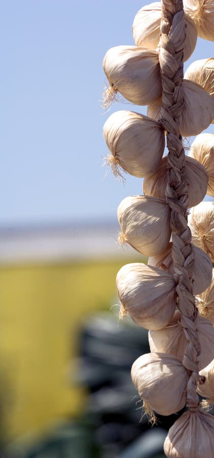 168 Garlic Garland Stock Photos - Free & Royalty-Free Stock Photos from ...