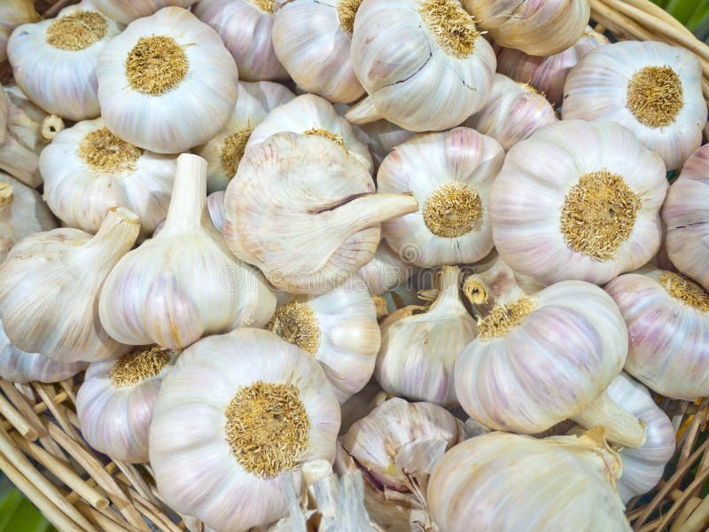 Garlic, Softneck Garlic, Hardneck Garlic, Softneck Garlic, Rocambole ...