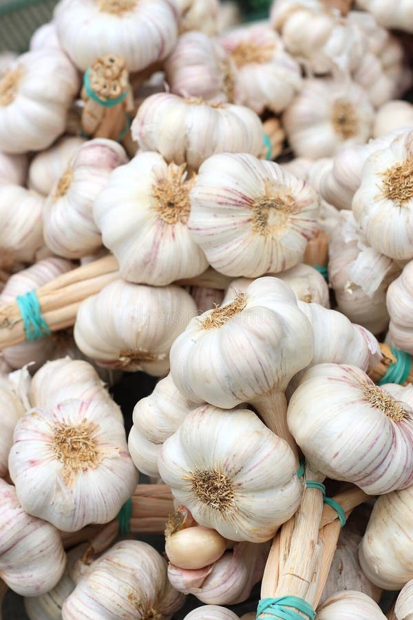 Garlic stock photo. Image of garlics, heads, culinary - 21116646