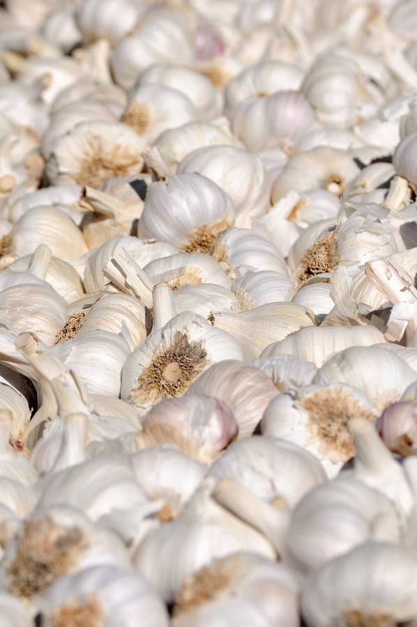 Garlic stock photo. Image of bulb, fresh, ingredient - 21599032